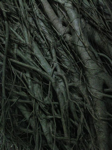 Strangler Fig By Photoglutton On Deviantart