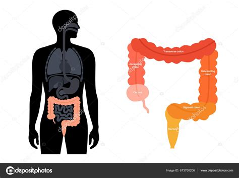 해부학 포스터 인간의 부분입니다 소화기관 위장병원에서의 교육을위한 콜론의 인포그래픽 일러스트레이션 스톡 벡터 ©pikovit 673760206