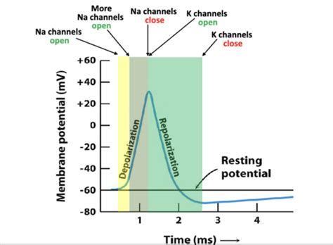 Exam 2 Lecture 22 Flashcards Quizlet
