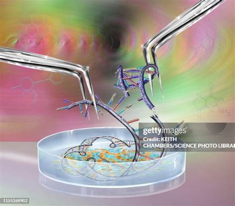 2 440 Genetic Engineering High Res Illustrations Getty Images
