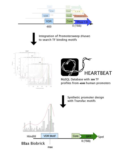 Graphical Flow Of The Design Of Synthetic Sequences Download Scientific Diagram