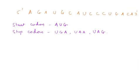 solved from the mrna sequence given below use the provided codon