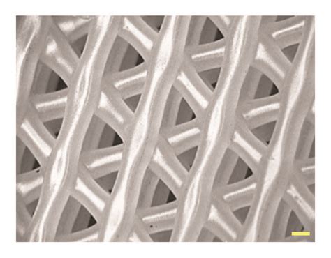 Cell Viability And Proliferation Of Human Adipose Derived Stem Cells