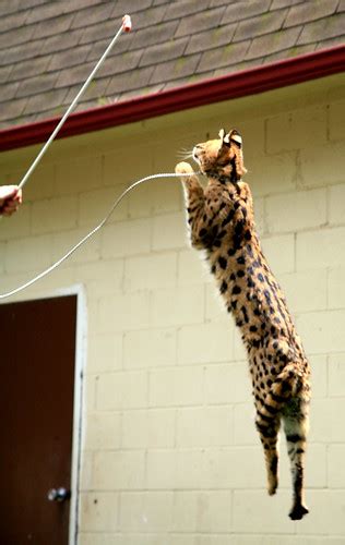 Tigger Bounce The African Serval Can Jump 8 Ft Straight U… Flickr