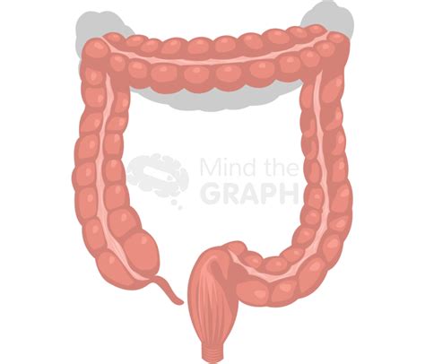 Large Intestine Segmental Resection Shape Front