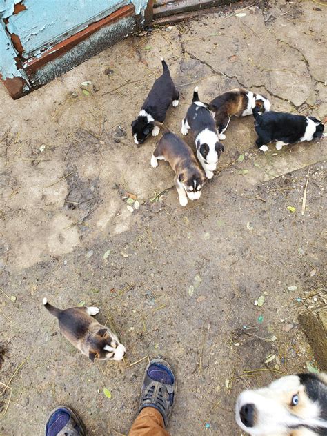 Продаю щенков хаски очень дёшево щенкам месяц и неделя