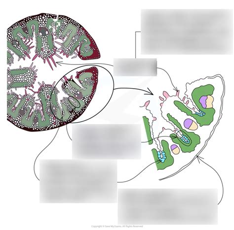 Diagram Of Xerophyte Diagram Quizlet