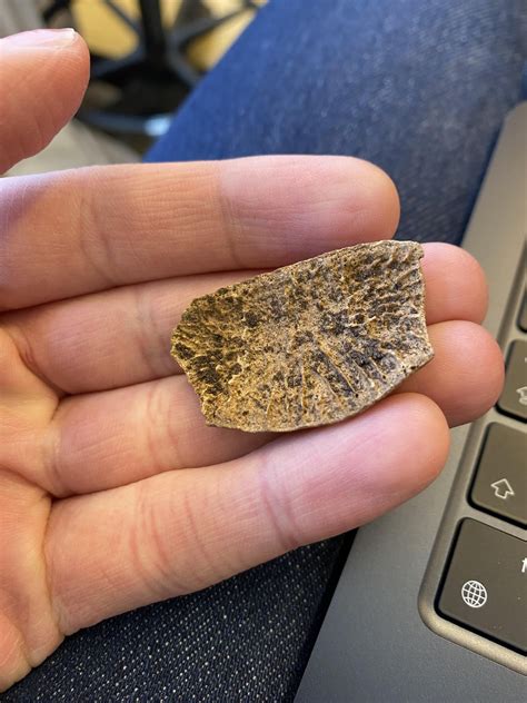 Found This Bone Looking Thing What Could It Be R Whatisthisbone