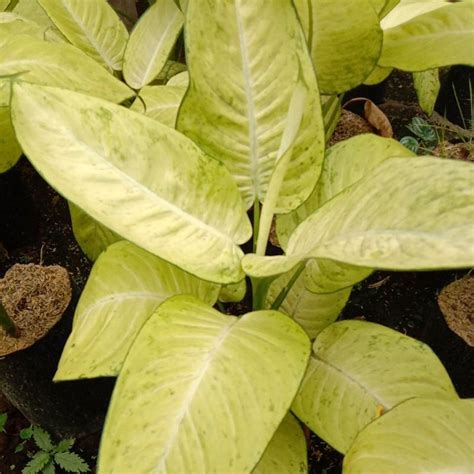 Harga Tanaman Diven Terbaru Sep 2025 Biggo Indonesia