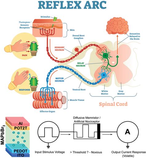 Nociceptive Signal Processing Working Principle Of Biological