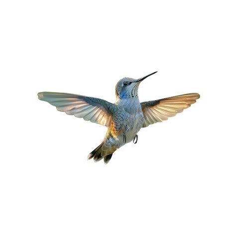 Bird Without Background Images Free Download On Freepik