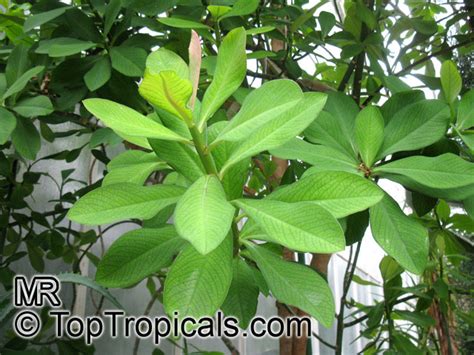 Euphorbia Umbellata African Milk Bush Top Tropicals Plant Encyclopedia