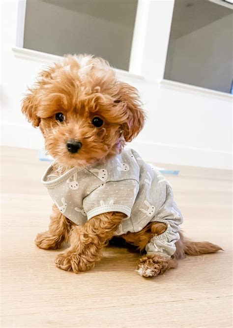 10 Shocking Cavapoo Facts — My Doodle Puppy