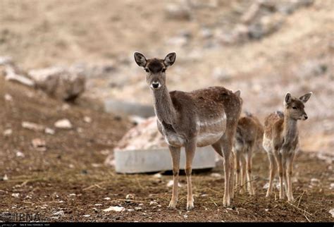 نگهداری قوچ، میش کل، بز کوهی، آهو، گوزن زرد ایرانی و مرال گوزن قرمز