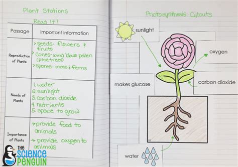 Plants And Photosynthesis Interactive Science Notebook Photos