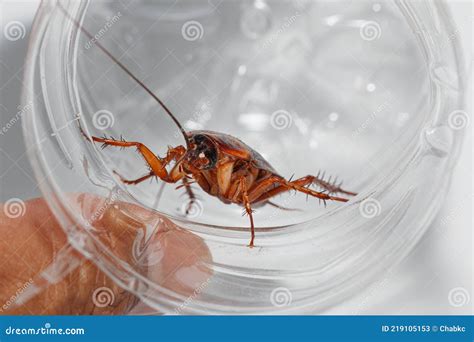 Brown Winged Cockroach Stock Image Image Of Insect 219105153