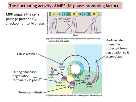 Ppt The Cell Cycle Powerpoint Presentation Free Download Id 2013286