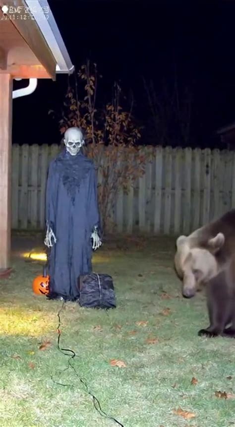 Halloween Prank Gone Wrong Brothers Scare Backfires Tiktok