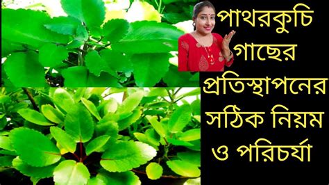 টবে পাথরকুচি গাছ প্রতিস্থাপন ও পরিচর্যা How To Grow Bryophyllum Plant Patharkuchi In Pot