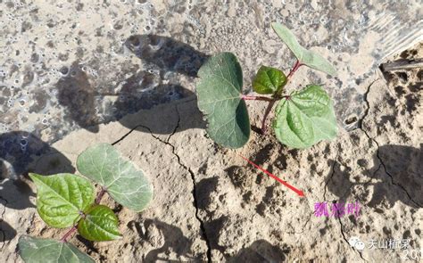 棉花缺素症的补救措施 棉花 缺素症 植株 新浪新闻