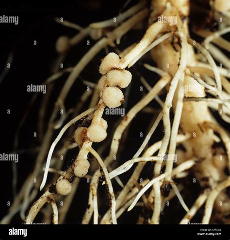 Rhizobium Root Nodules On Broad Or Field Bean For Nitrogen Fixation