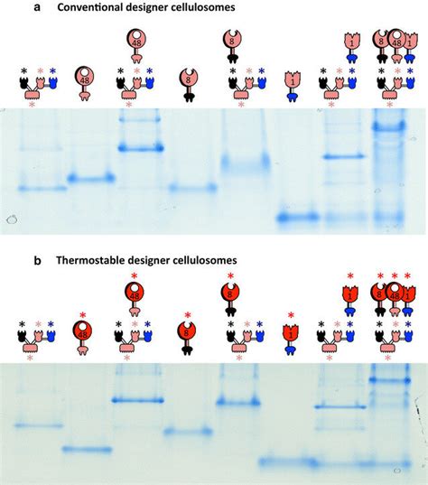 Electrophoretic Mobility Of Components And Assembled Complexes As