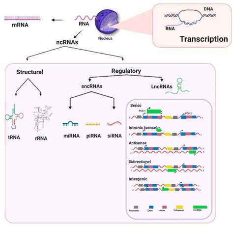 Long Non Coding Rnas And Their Potential Roles In The Vectorhost