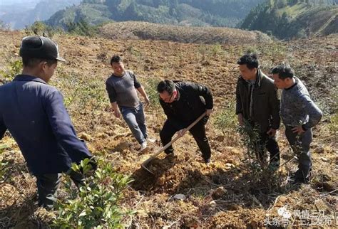 【脫貧攻堅】「春風」吹拂「脫貧山」 每日頭條