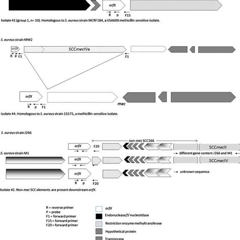 Two Step Methicillin Resistant Staphylococcus Aureus Mrsa Screening Download Scientific