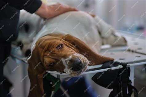 Veterinario Examina La Sutura De Un Perro Después De La Cirugía Costura