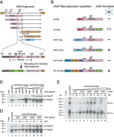 Expression Of Aav 2 Rep Proteins By First Generation Recombinant