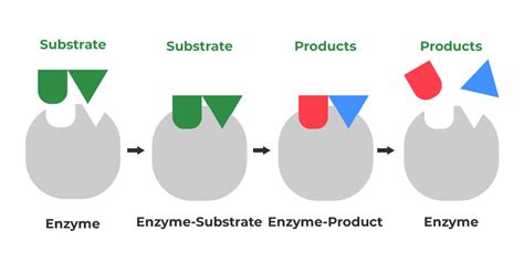 How Do Enzymes Catalyze Reactions Geeksforgeeks