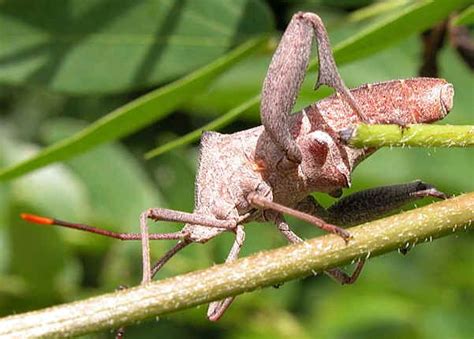 Crusader Bug Mictis Profana