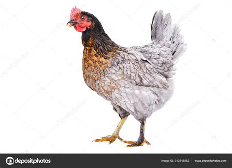 Chicken Side View Png