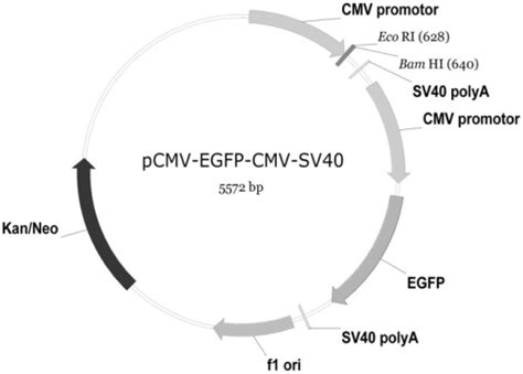 Illustration Of Pcmv Egfp Cmv Sv40 Plasmidit Contains Open I