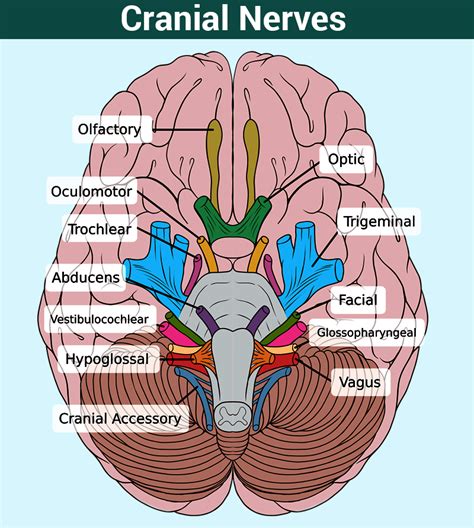 Brain Anatomical Labeled Diagram Vector Illustration Cranial Nerves