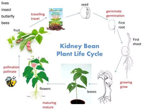 PPT Seed PowerPoint Presentation Free Download ID