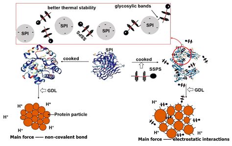 Soy Protein Isolate Process At Marsha Tibbetts Blog