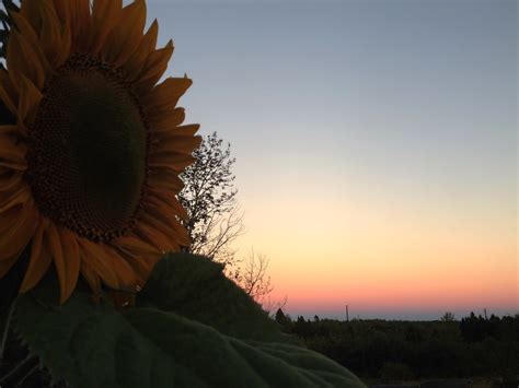 วอลเปเปอร์ ดอกไม้ ท้องฟ้า ดอกทานตะวัน ปลูก เช้า แสงแดด พืชดอก ครอบครัวเดซี่ ตอนเย็น