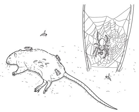 Igcse Biology 0610 192 Food Chains And Food Webs Igcse Style Questions Paper 2