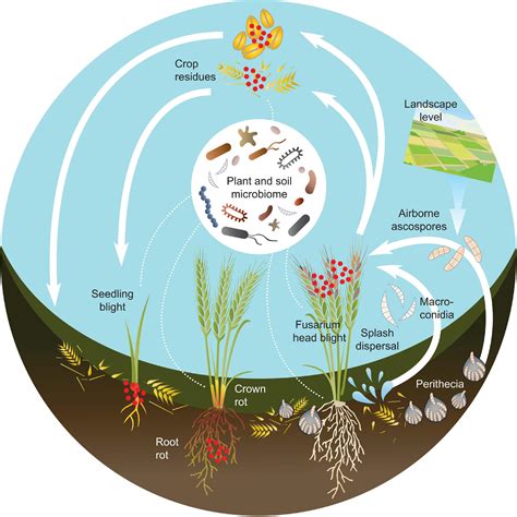 Frontiers Fusarium Head Blight From A Microbiome Perspective