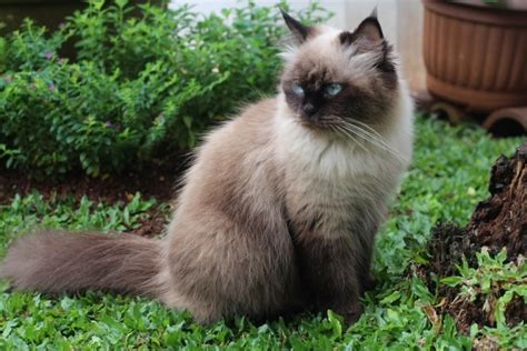 Calico Himalayan