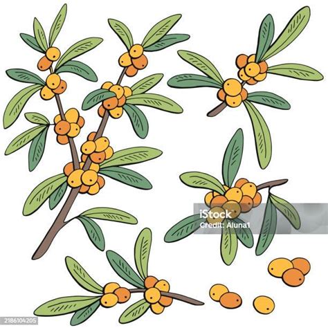바다 갈매 나무속 베리 그래픽 분기 색상 절연 스케치 일러스트 벡터 0명에 대한 스톡 벡터 아트 및 기타 이미지 0명 갈매나무 개체 그룹 Istock