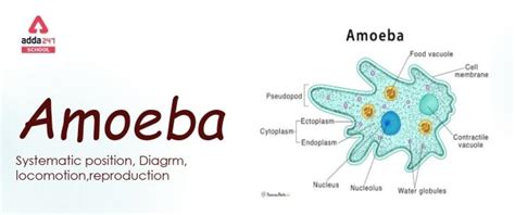 Amoeba Cell Diagram Classification Nutrition