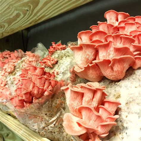 How To Grow The Blob Physarum Polycephalum Slime Mold Growers Guide