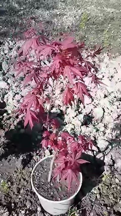 იაპონური ნეკერჩხალი Youtube