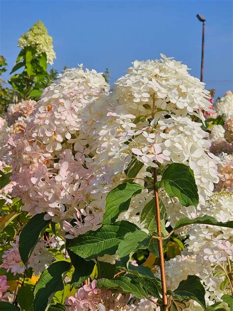 Phantom Panicle Hydrangea Tree Form Heritage Hill Nursery Inc