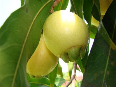 Rose Apple Syzygium Jambos