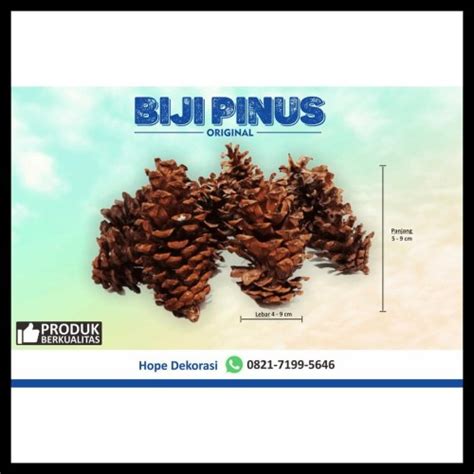 Detail Gambar Pohon Pinus Dan Keterangannya Koleksi Nomer 27