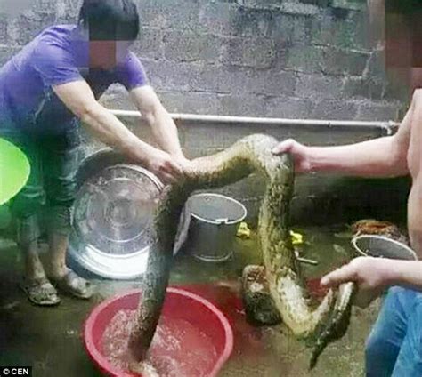 Chinese Men Hunt Slaughter And Cook An Endangered Python And Share